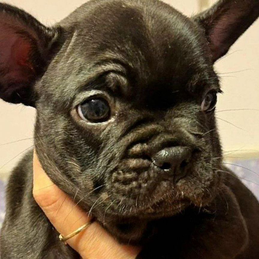 Французский бульдог