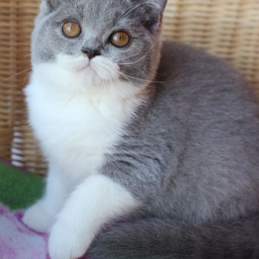 Британская голубая с белым девочка