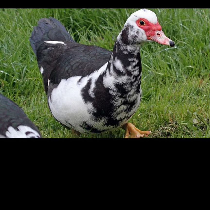 Утки шипуны