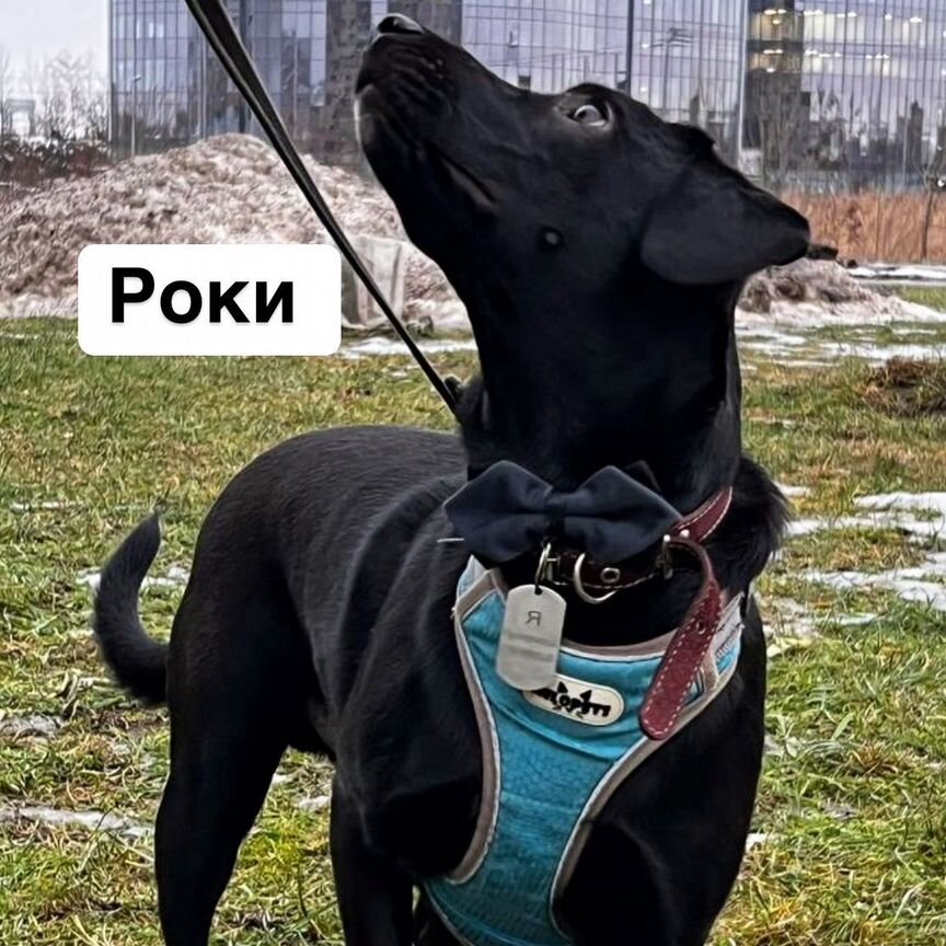 Щенок подросток ищет дом