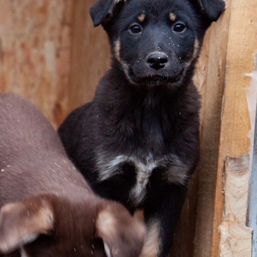 Щенок с ангелом на груди