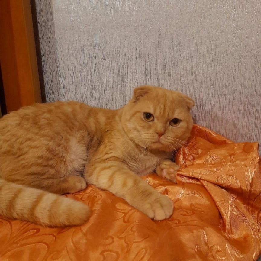 Шотландский кот