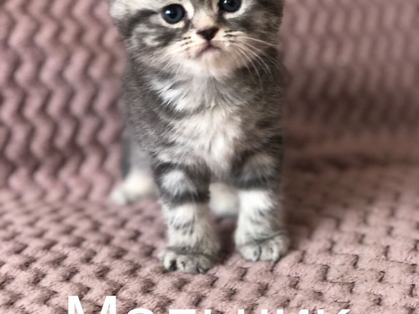 Котята