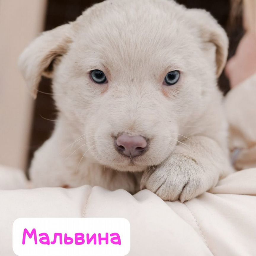 Щенки лабрадора