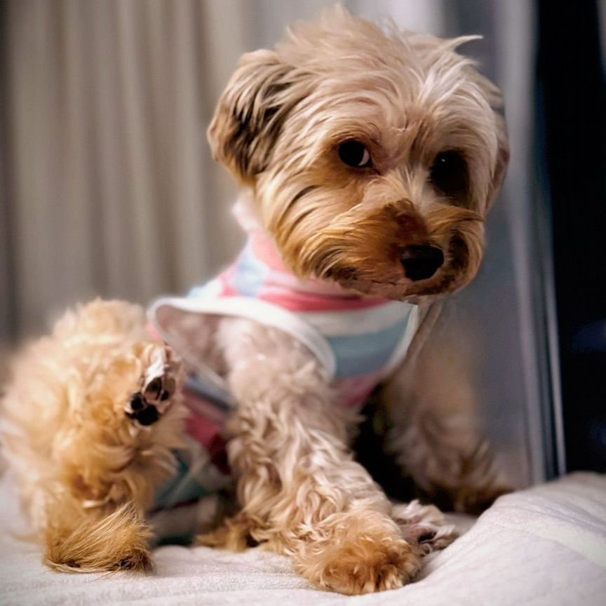 Йоркширский терьер, взрослая собака