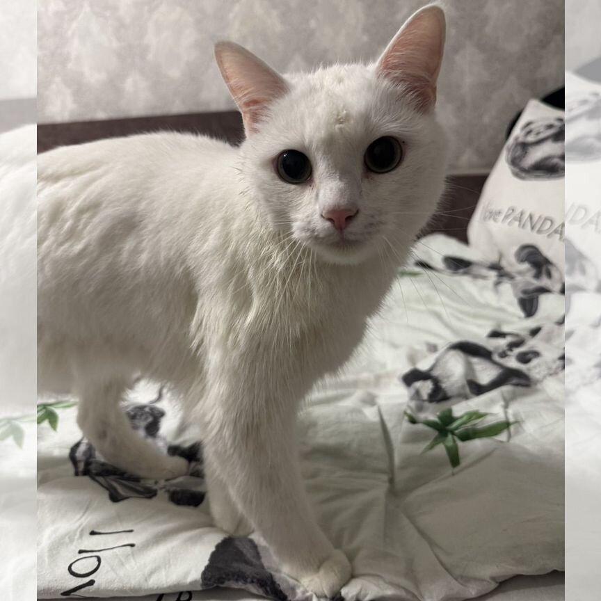 Взрослая кошка в добрые руки