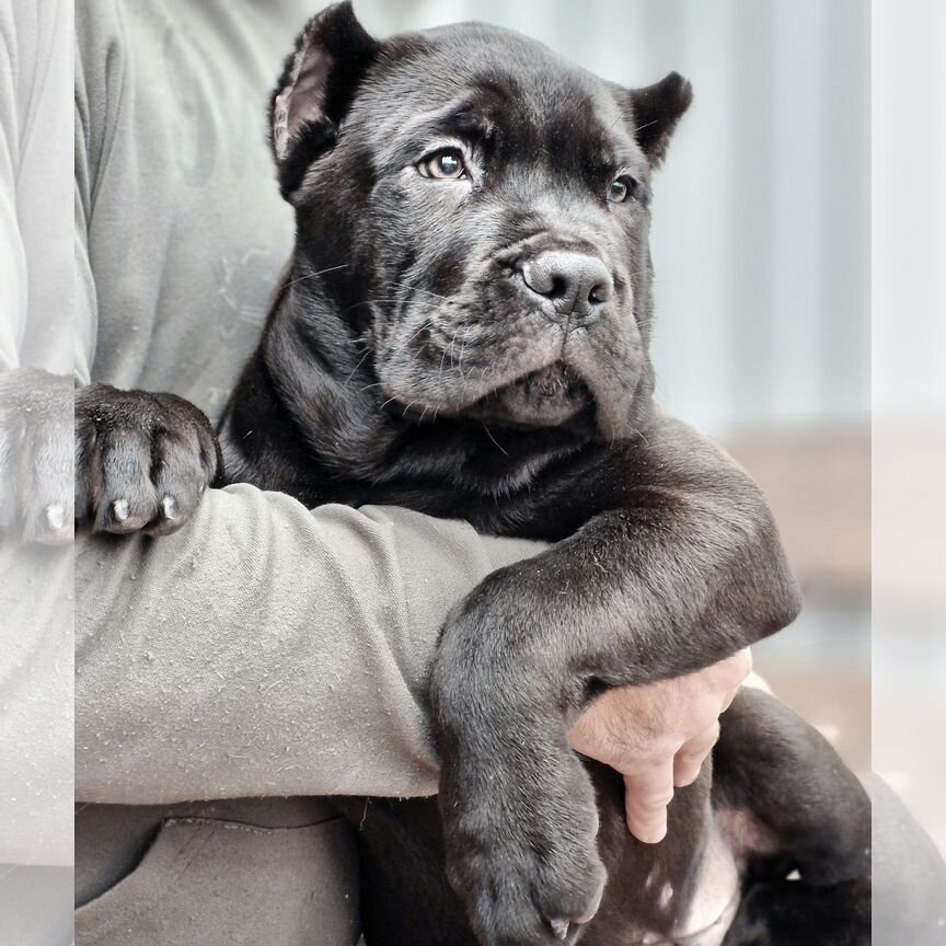 Кане-корсо, щенок