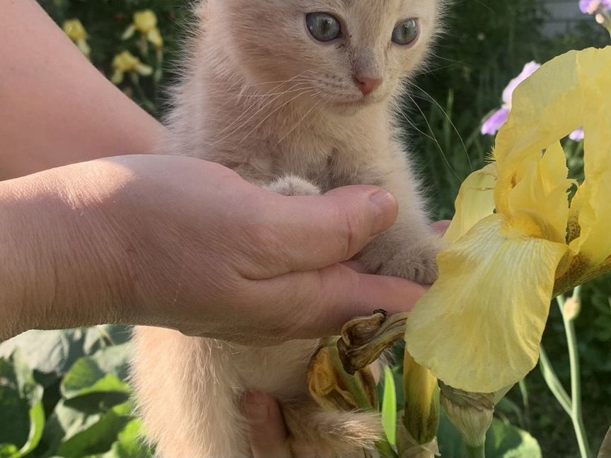 Котенок-девочка бежевая в добрые руки