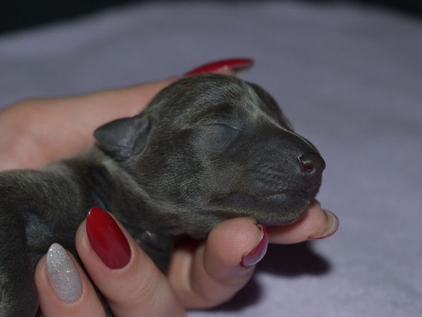 Голубой кобель малой итальянской борзой