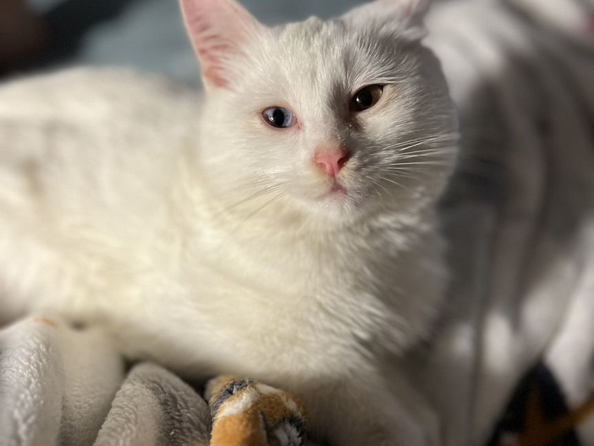 Белоснежный котенок ищет дом