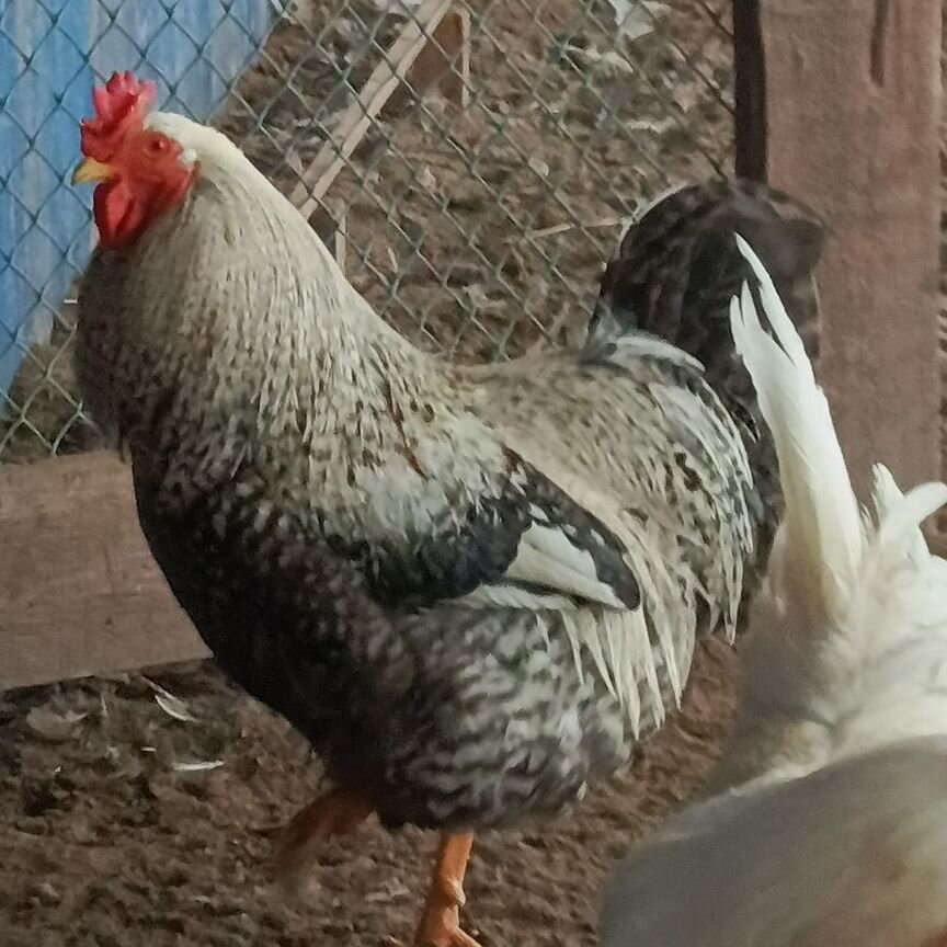 Продам петушка породы Барковская Барвистая