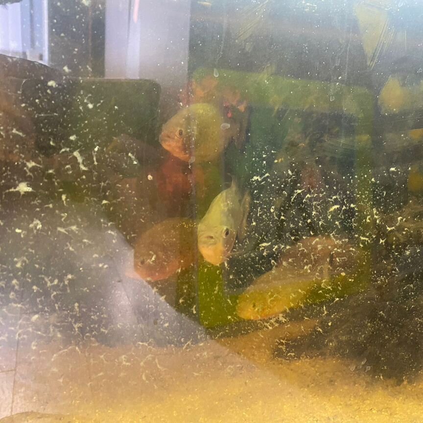 Отдадим пираний, 5 штук