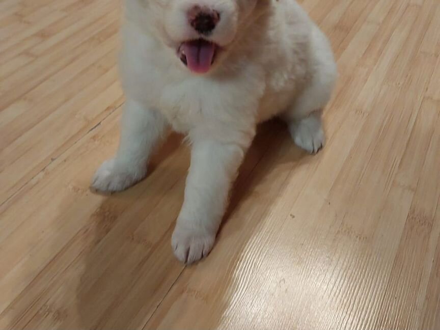 Щенки Тибесткого мастифа