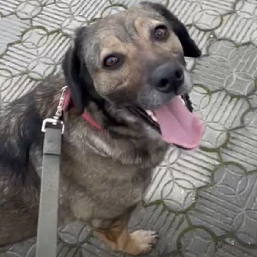 Роза ищет дом