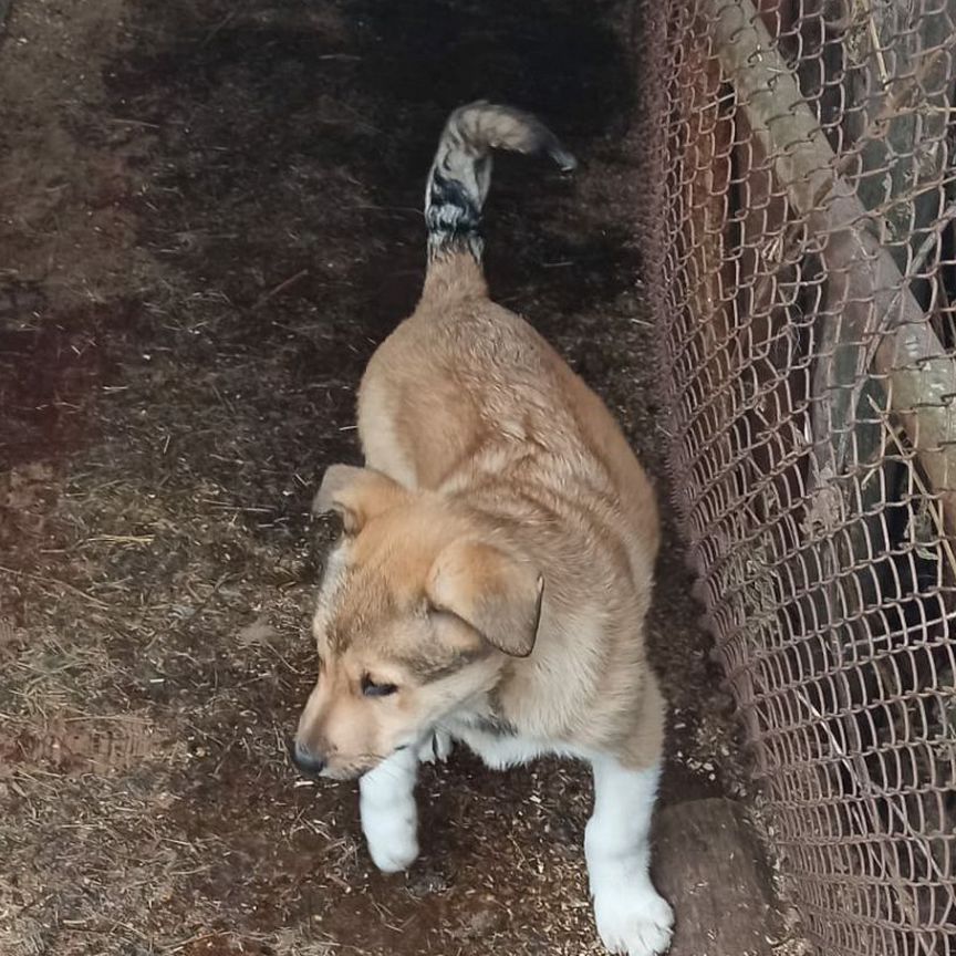 Щенок в добрые руки