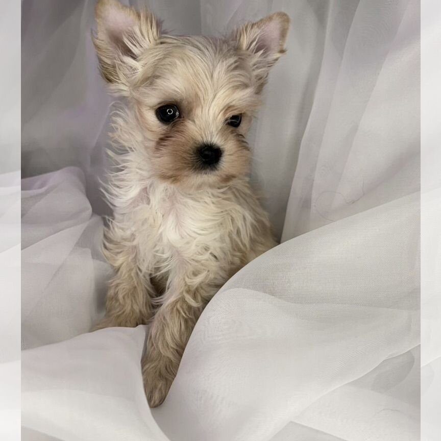 Йоркширский терьер, щенок