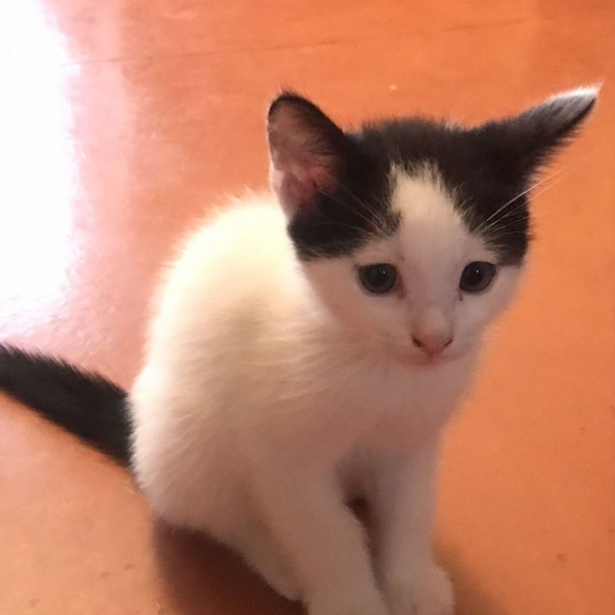 Отдам в добрые руки изумительных котиков