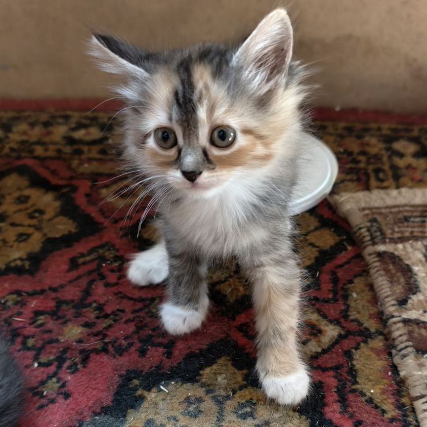 Мимимишные котята в добрые руки