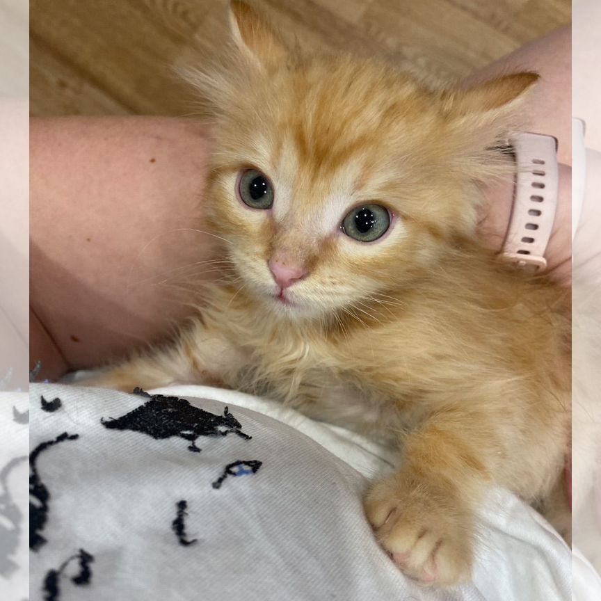 Котёнок в добрые руки
