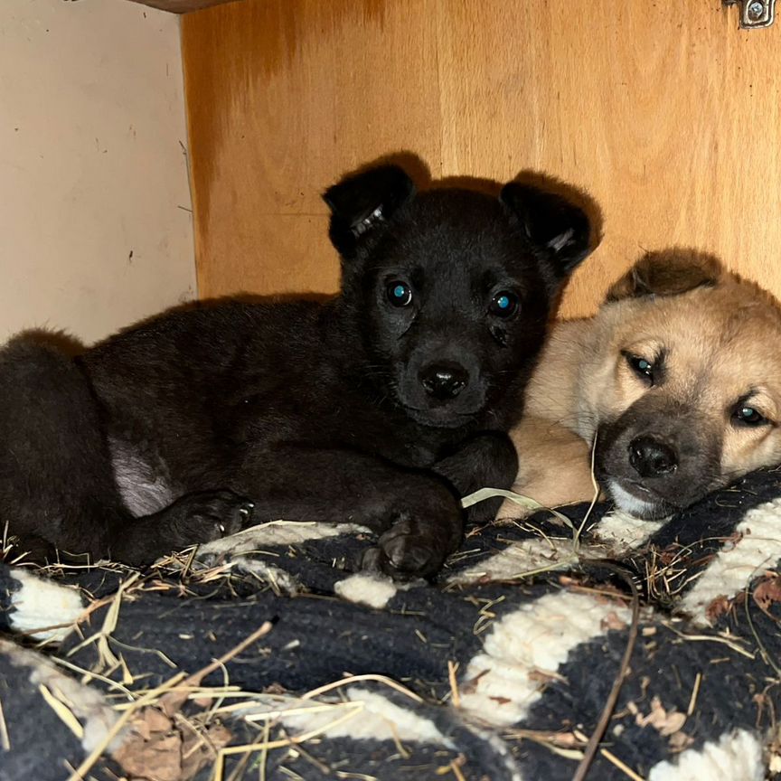 Щенки ждут своих родителей