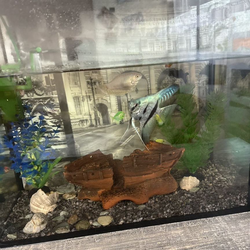 Аквариум с рыбками