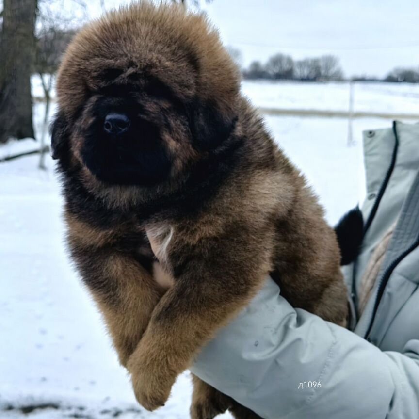 Тибетский мастиф, щенок