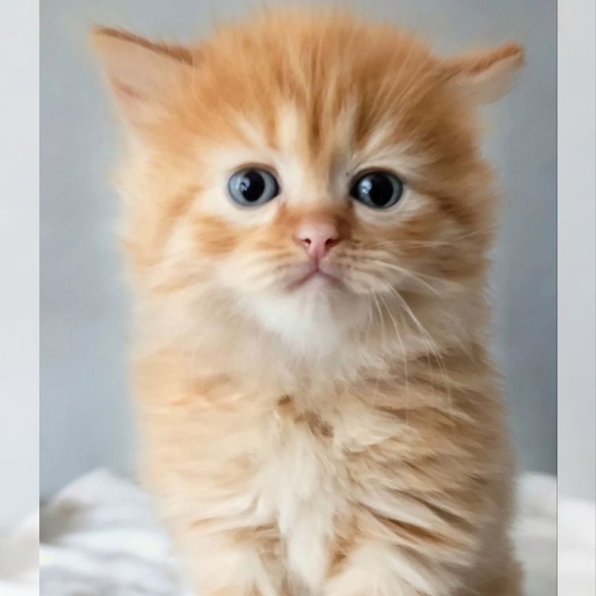 Европейский короткошёрстный котёнок