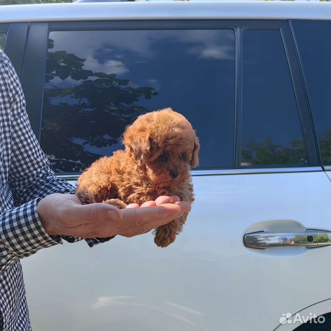 Той-пудель micro tea cup