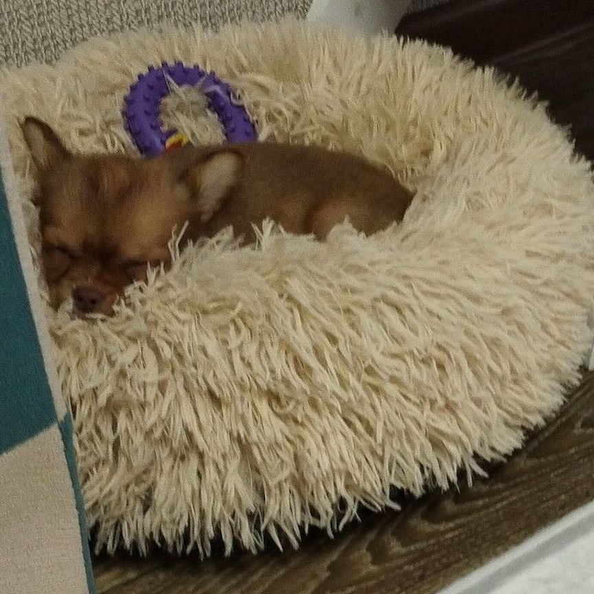 Лежанка для собак и кошек