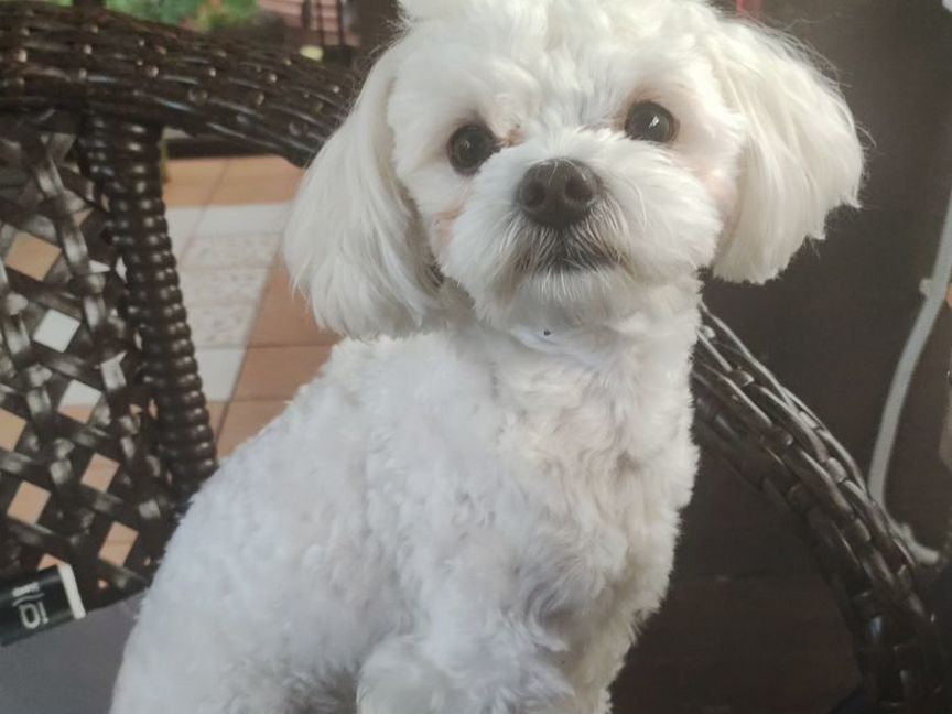 Мальтипу мальчик ищет подружку