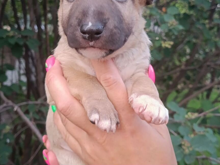 Миниатюрный бультерьер, мальчик