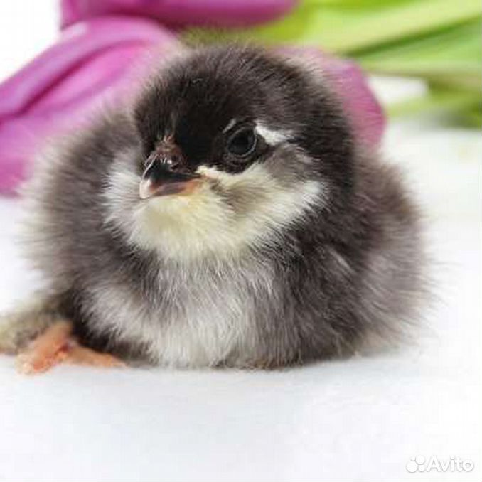 Цыплята суточные петушки