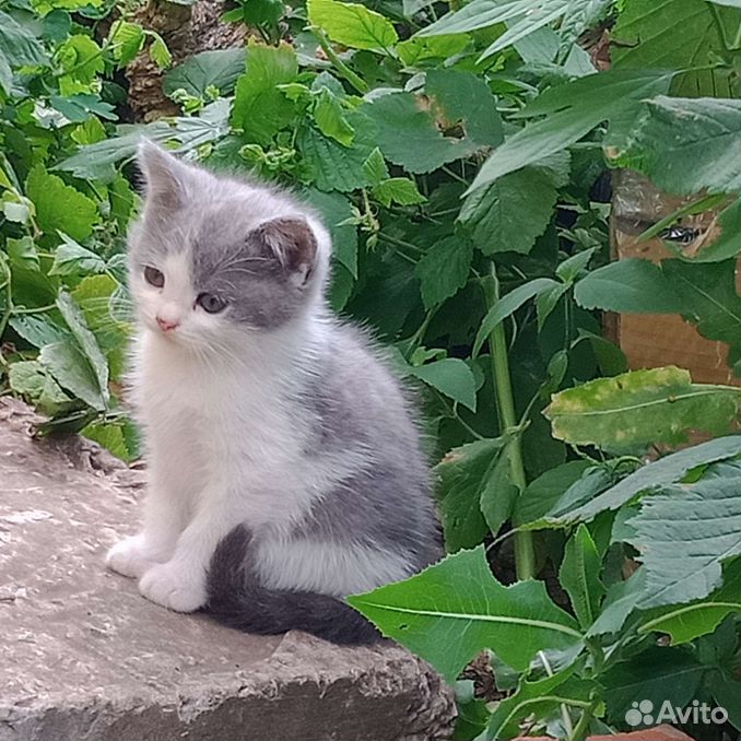 Котята от кошки Шотланки