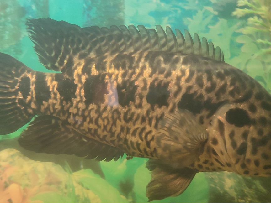 Рыба цихлид для большого аквариума