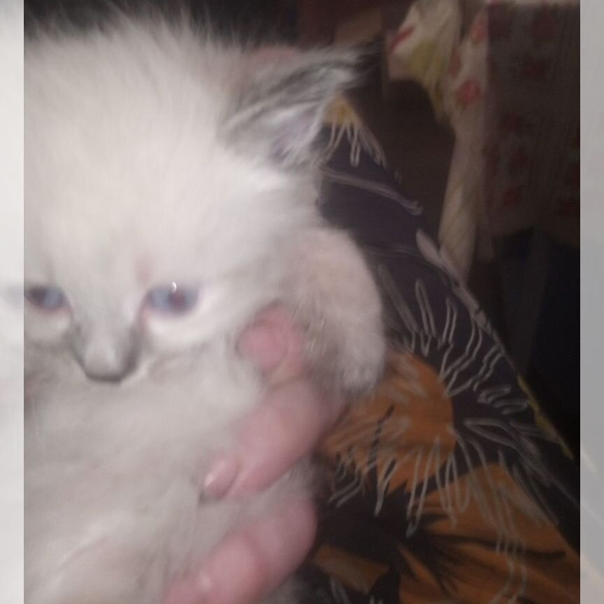Невский маскарадный котёнок