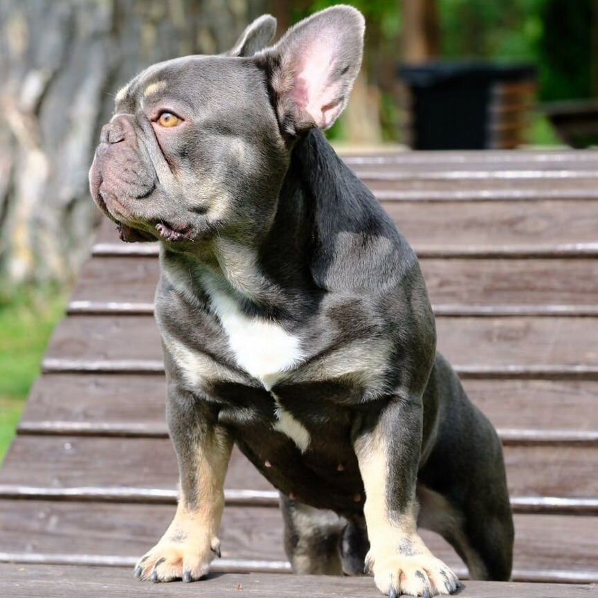 Французский бульдог вязка