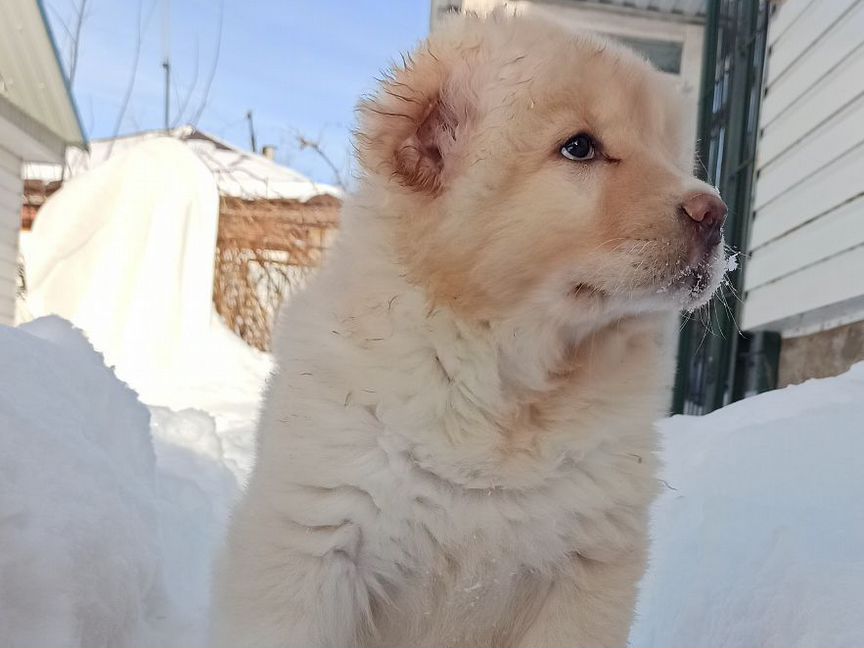 Кавказская овчарка