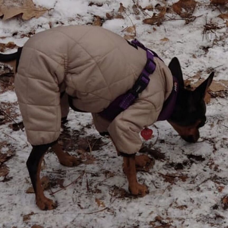Одежда для собак мелких пород девочка