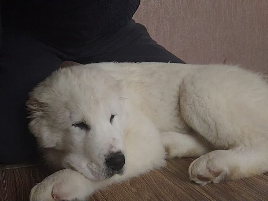 Щенки азиата