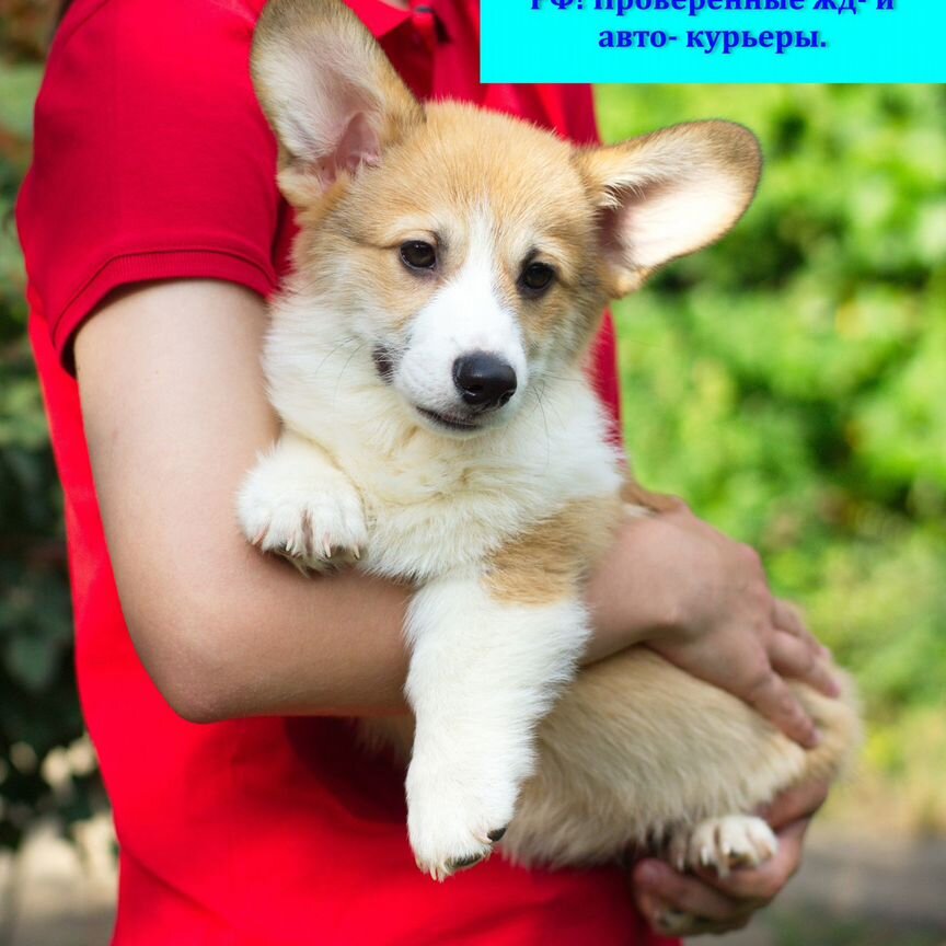 Щенок Вельш Корги Пемброк, мальчик РКФ