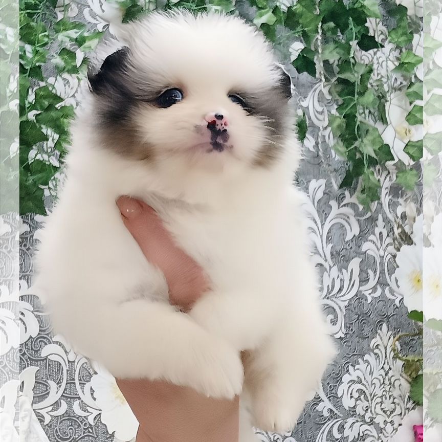 Померанский шпиц, щенок