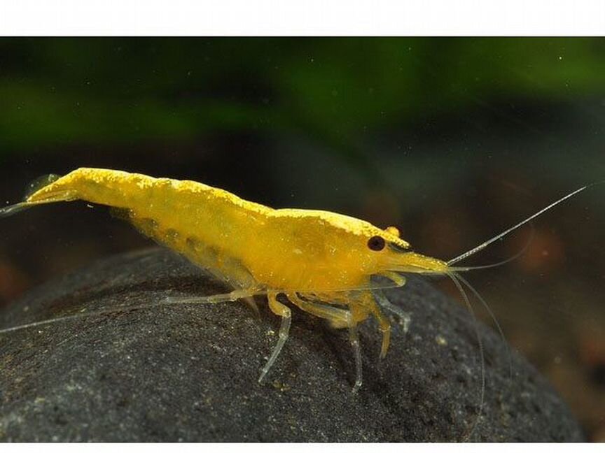 Креветки неокардины желтый неон