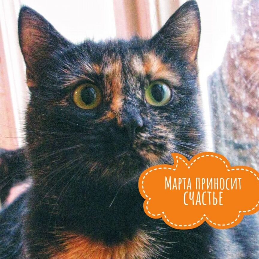 Отдаю кошечку