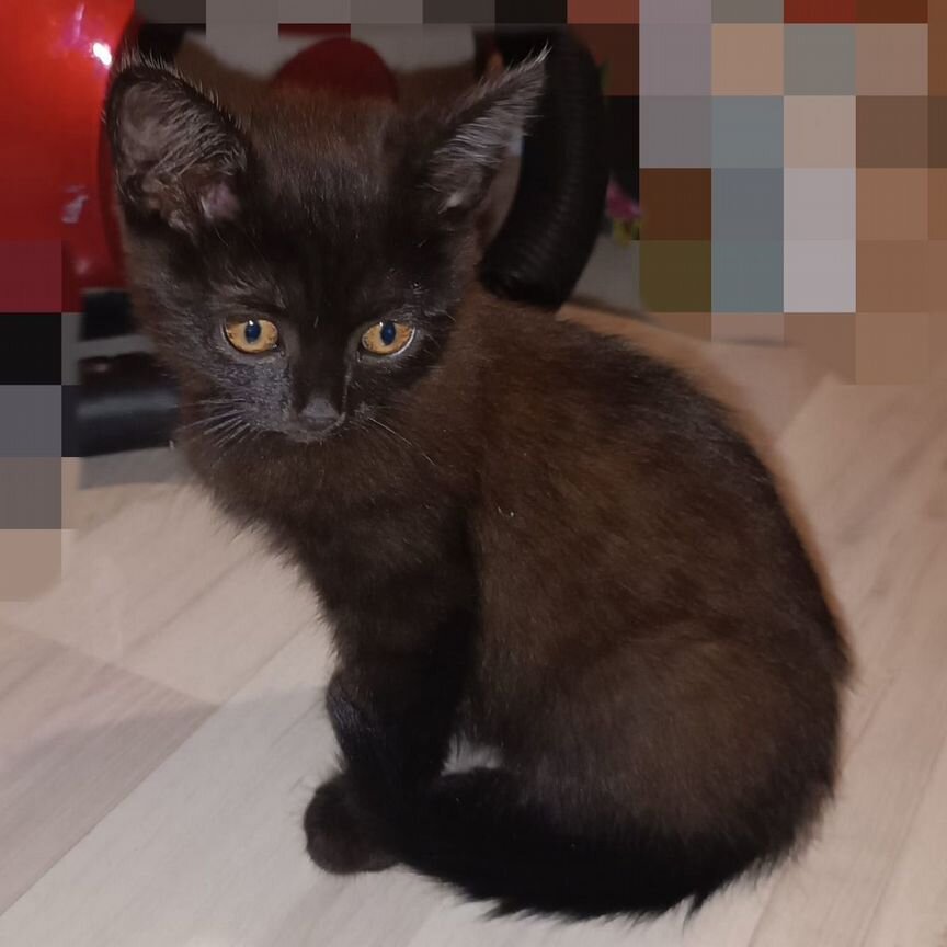 Британские котята
