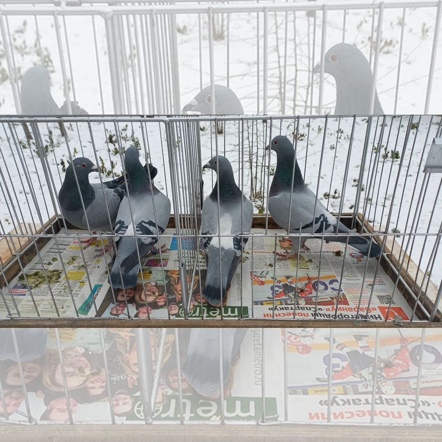 Спортивные голуби