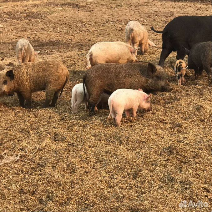 Поросенок венгерская мангалица ландрас