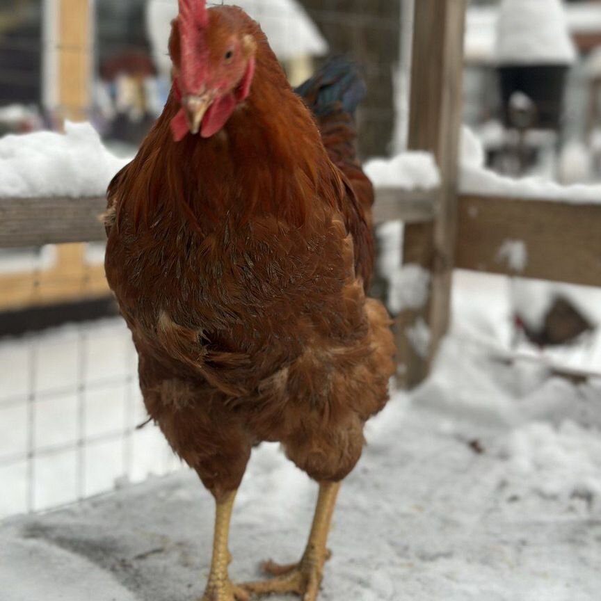 Молодые петухи