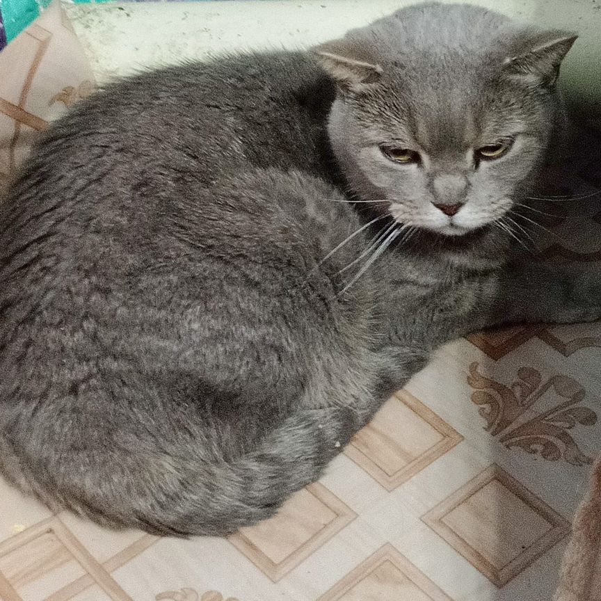 Котики бесплатно