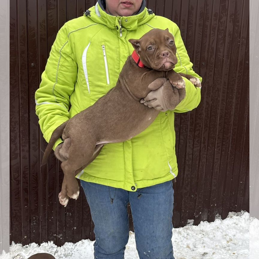 Американский булли, щенок