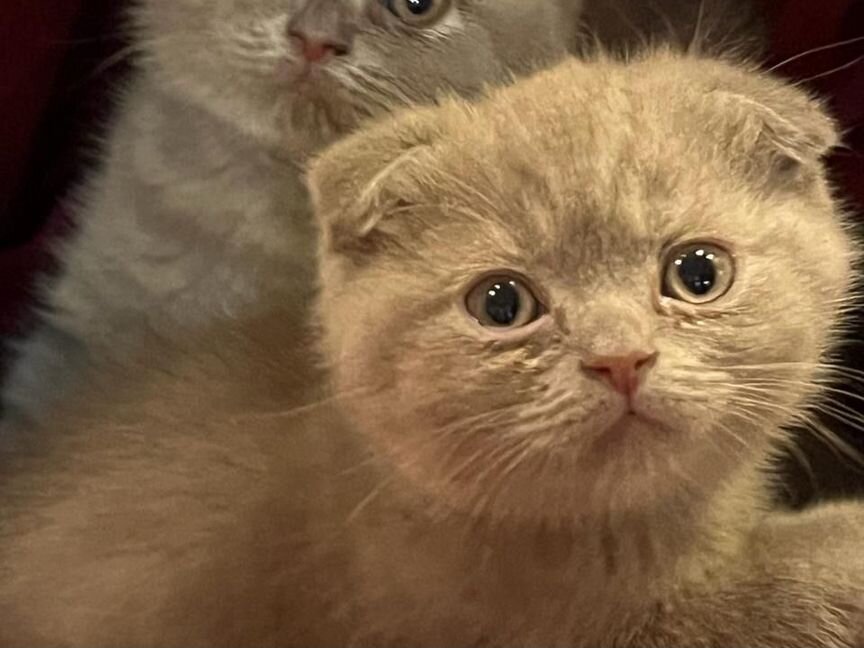 Шотландская